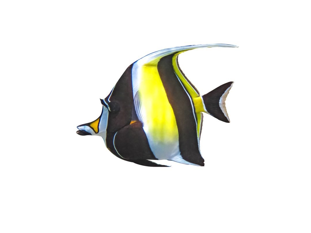 Moorish Idol Care Guide: Essential Tips for a Thriving Aquarium