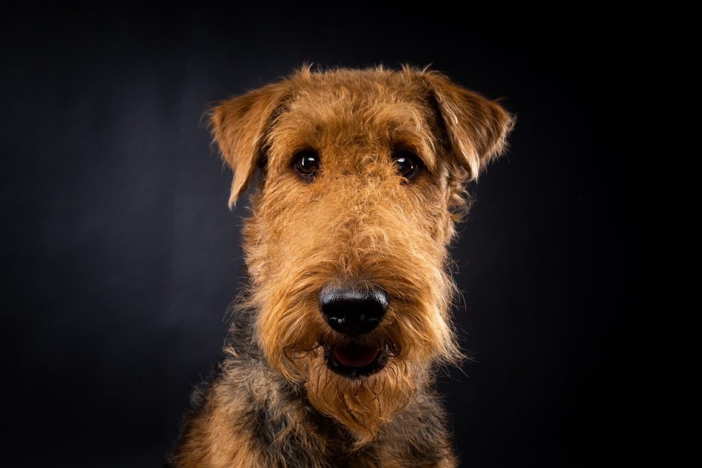 Discover the Charm of Irish Terriers