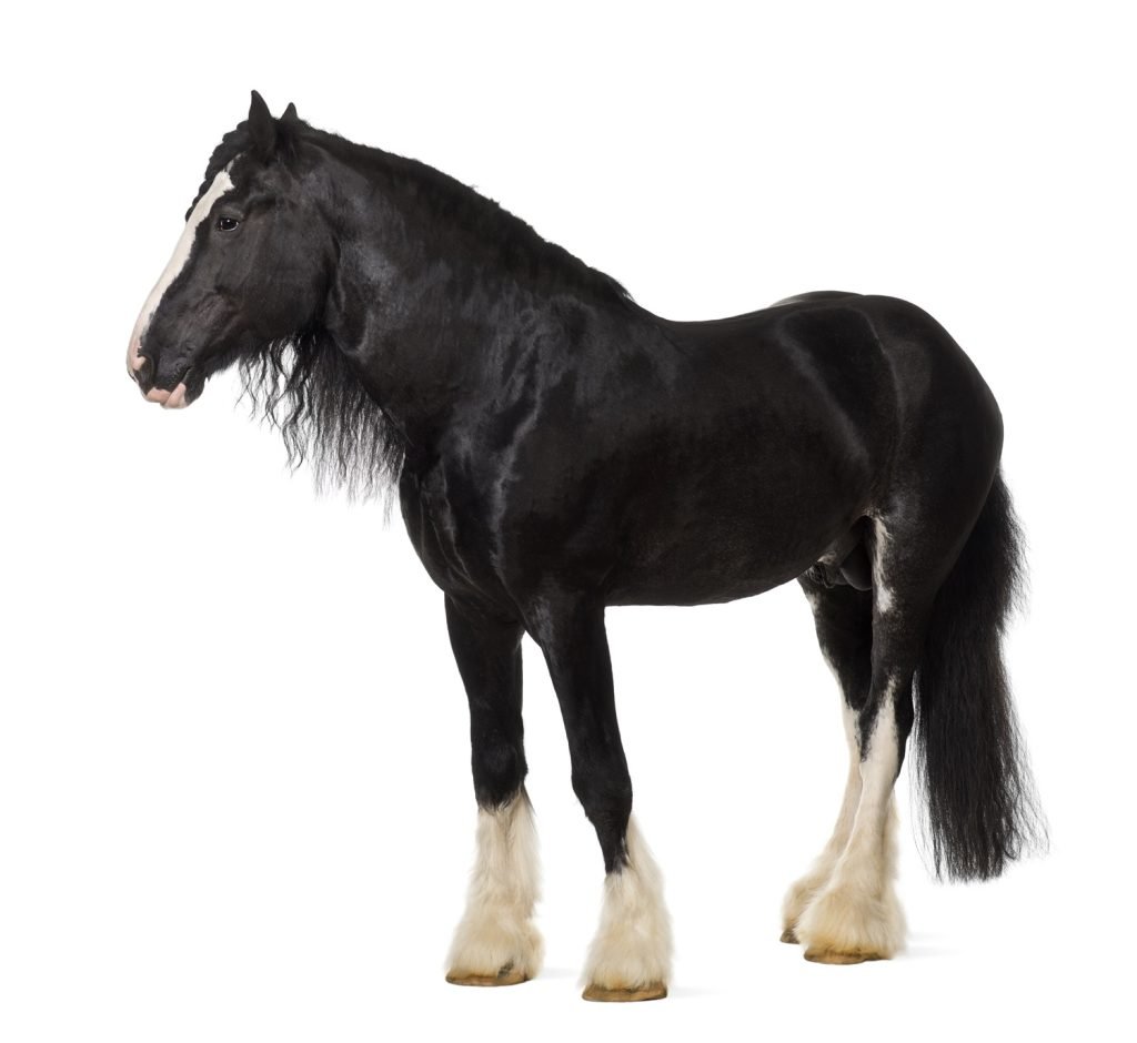 Discover the Majestic Shire Horse: A Complete Breed Guide