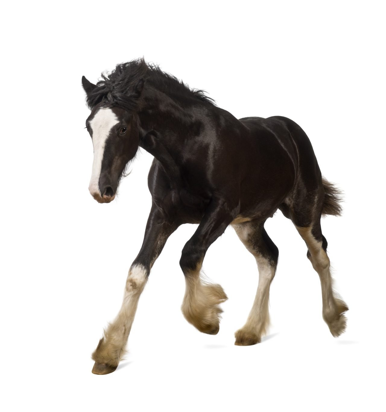Discover the Majestic Shire Horse: A Complete Breed Guide