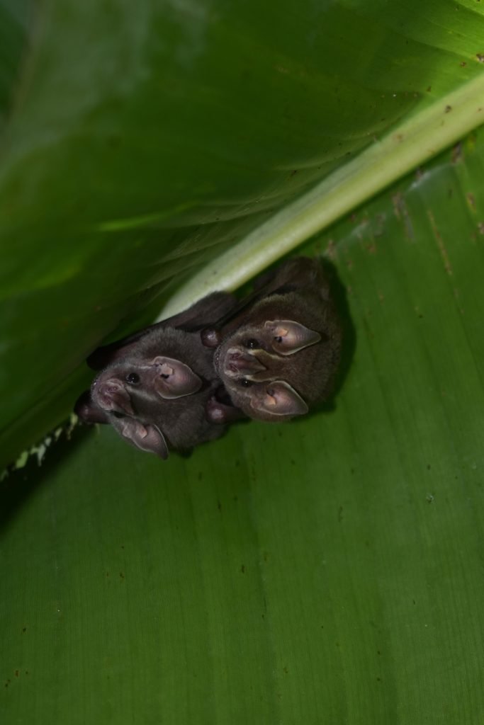 Unveiling the Mysteries: Vampire Bats
