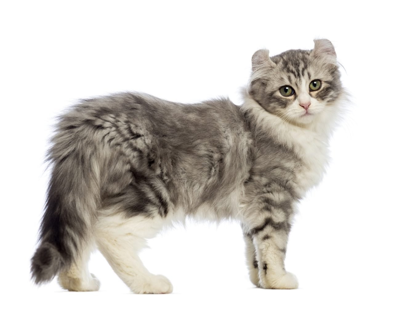 American Curl Cats: Uncover the Magic Behind Their Curled Ears