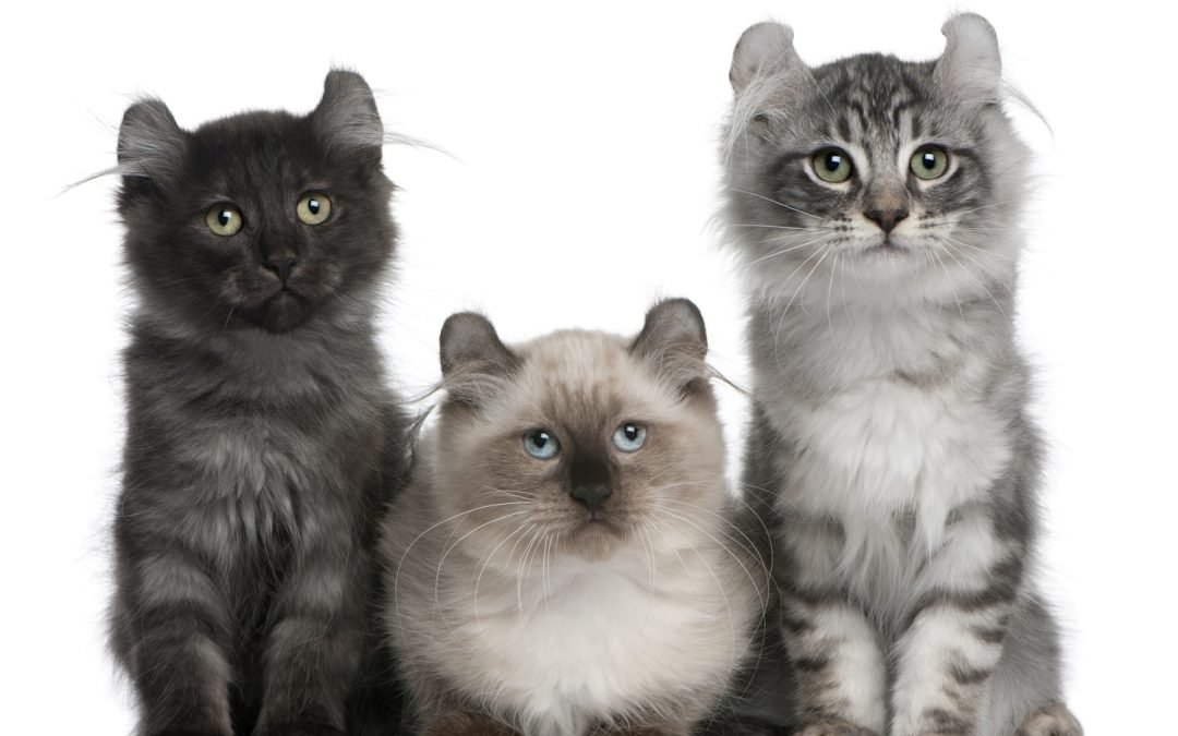 American Curl Cats: Uncover the Magic Behind Their Curled Ears