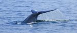 Blue Whales' Natural Habitat Revealed: Unveiling Their World