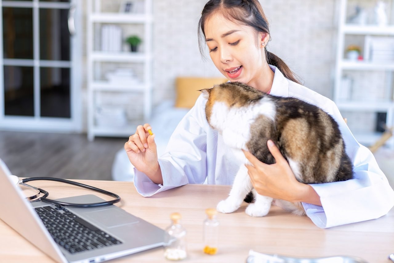 what a pet wellness plan is and how it works. Learn about the benefits ...