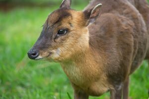 Muntjac Deer: Fascinating Facts, Care Tips, and Conservation Efforts