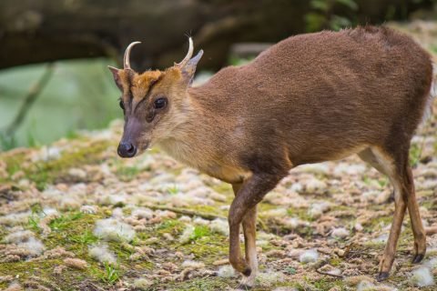 Muntjac Deer: Fascinating Facts, Care Tips, and Conservation Efforts