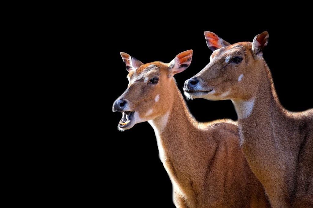 Muntjac Deer: Fascinating Facts, Care Tips, and Conservation Efforts