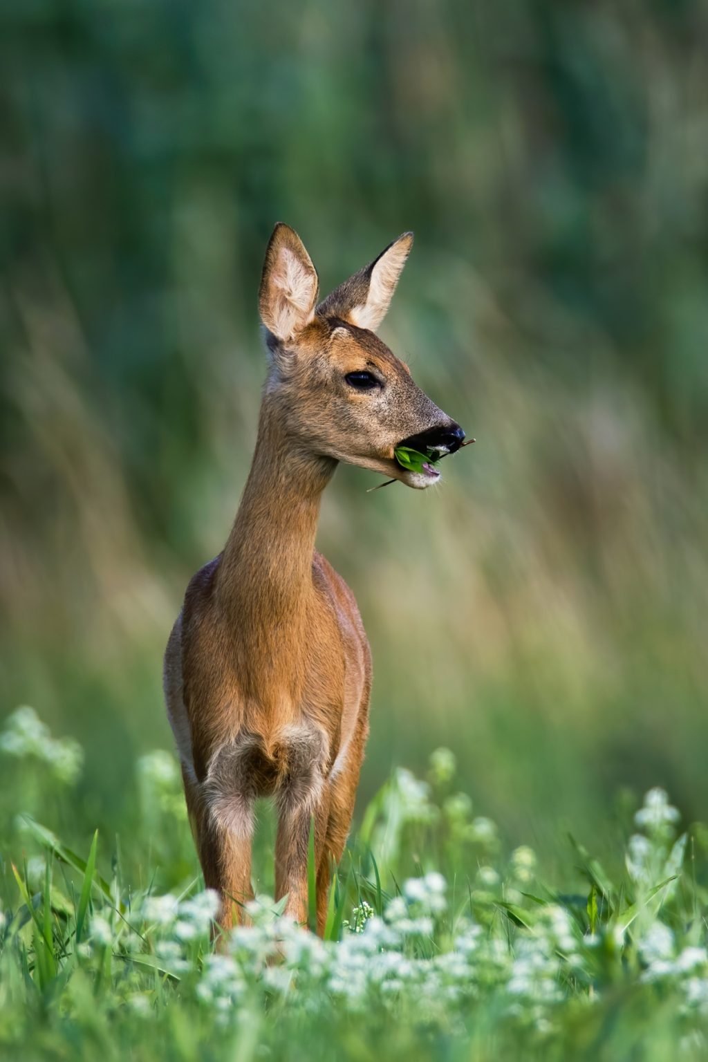 Muntjac Deer: Fascinating Facts, Care Tips, and Conservation Efforts