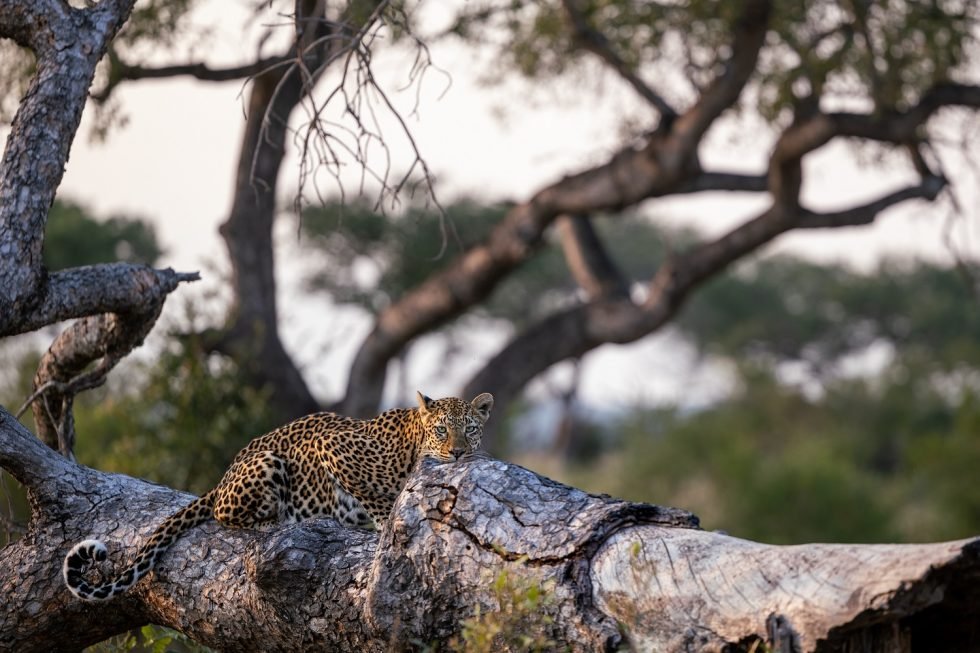 The African Leopard: A Majestic and Elusive Predator - Pet Breed Hub