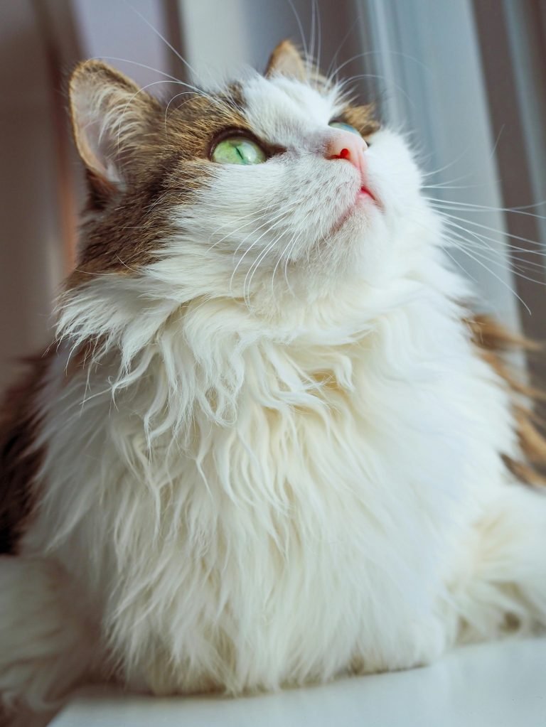 RagaMuffin Cat Breed Guide: Personality, Care, and Unique Traits