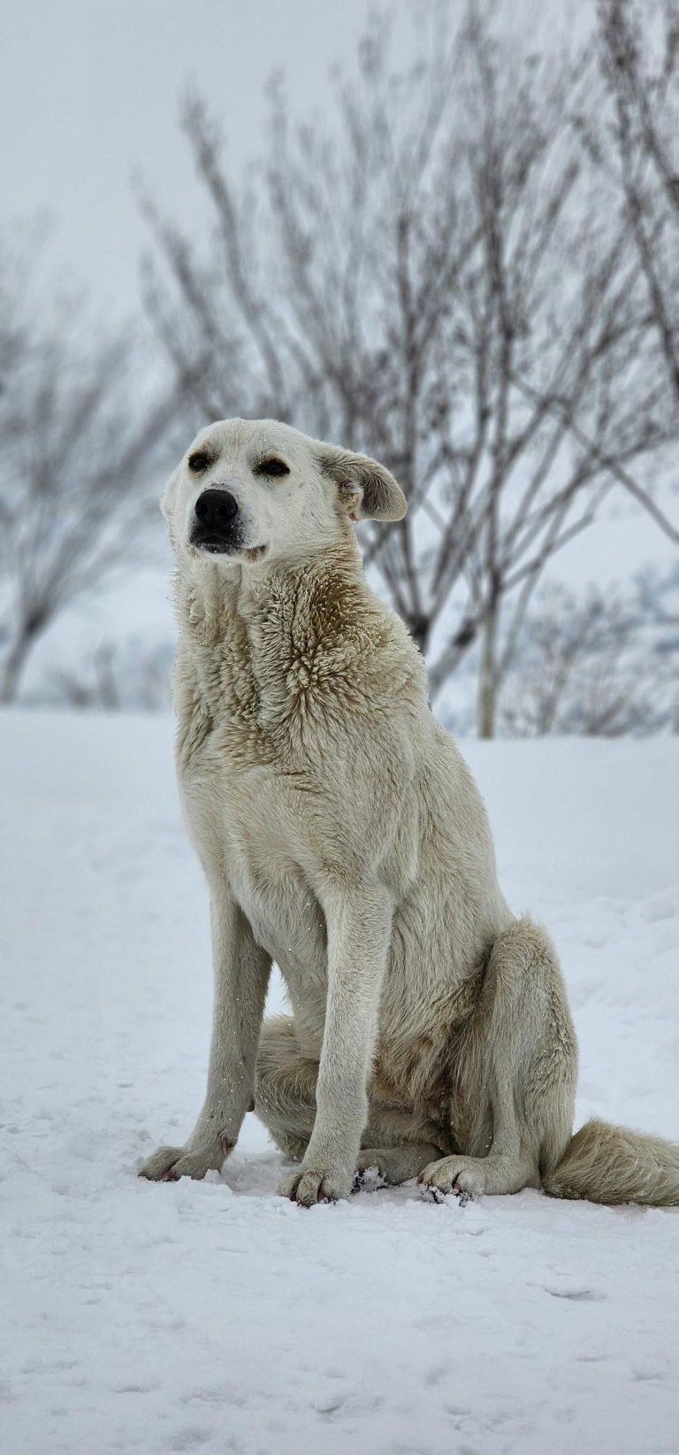 Armenian Gampr A Guardian of Heritage - Pet Breed Hub