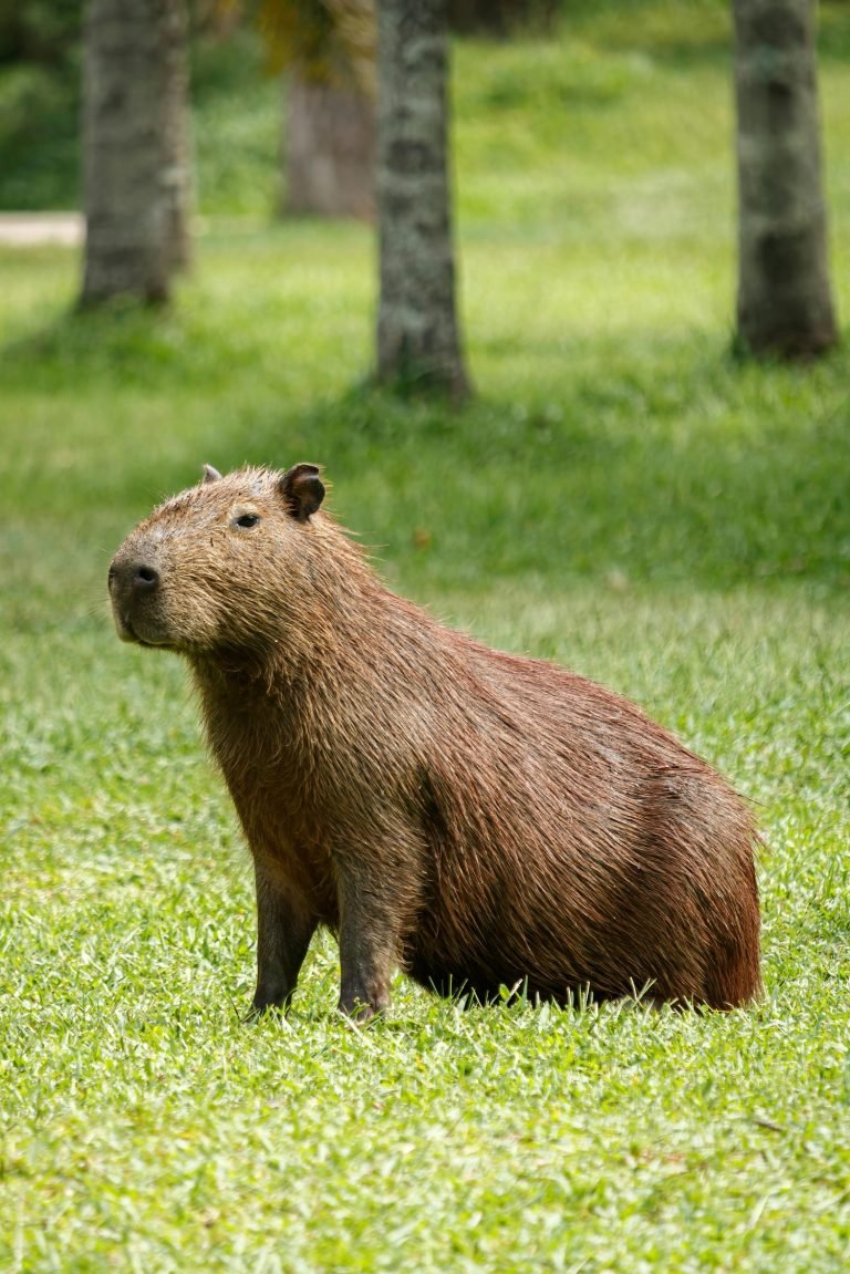 Capybara The World's Largest Rodent - Pet Breed Hub
