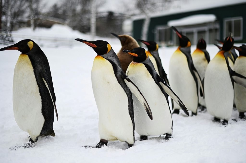 Emperor Penguins The Monarchs of Antarctica - Pet Breed Hub