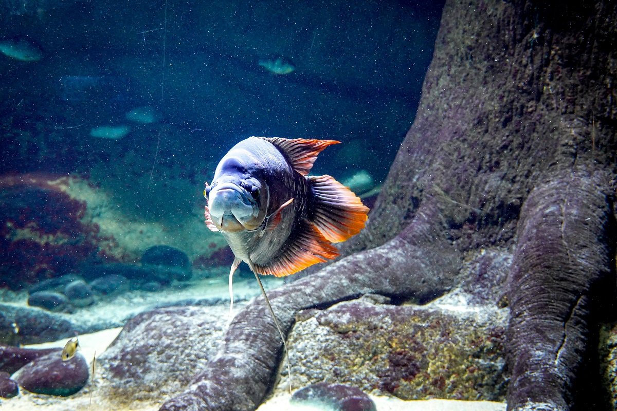 Gourami Fish A Unique and Fascinating Species