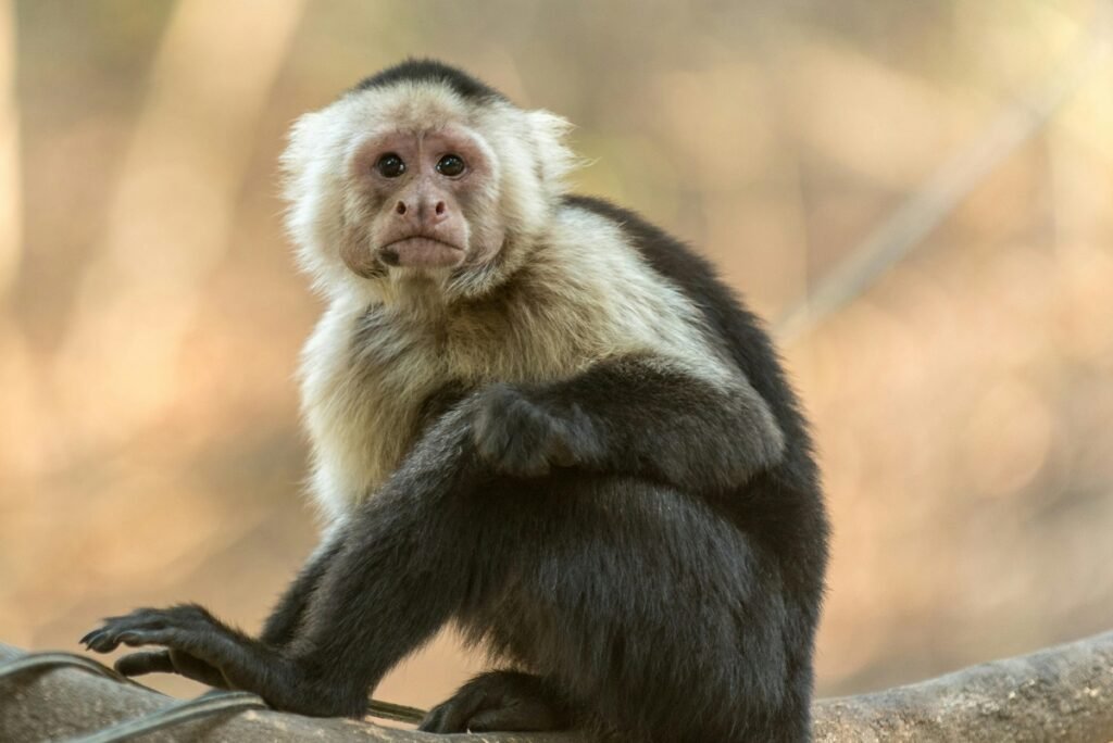 Capuchin Monkeys The Intelligent and Playful Primates
