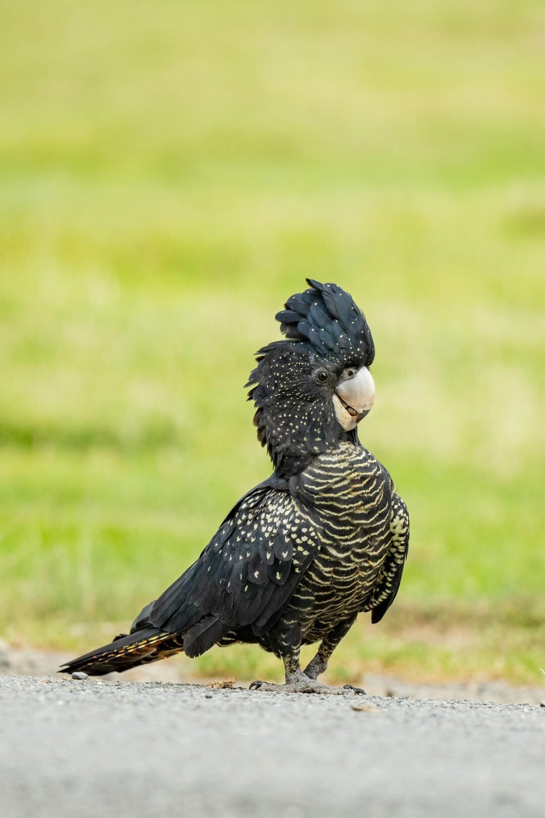 The Fascinating World of Cockatoos
