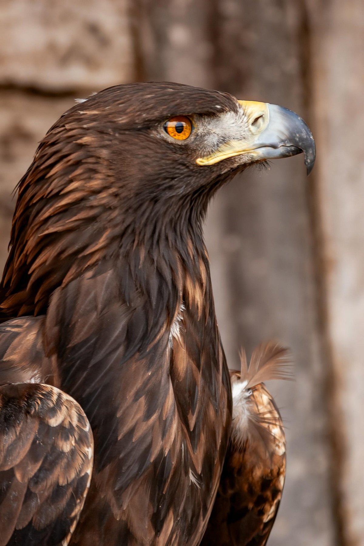 The Golden Eagle Nature's Majestic Hunter