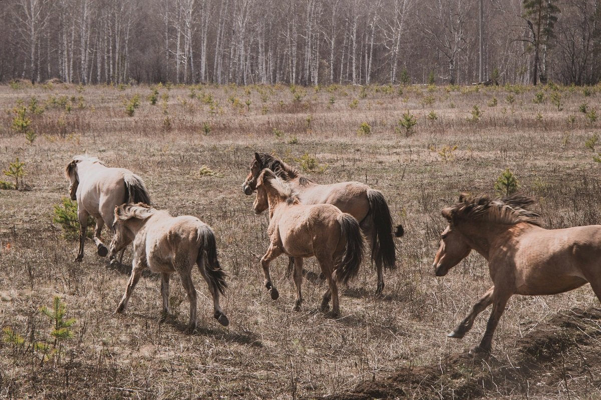 The Science Behind Animal Migration