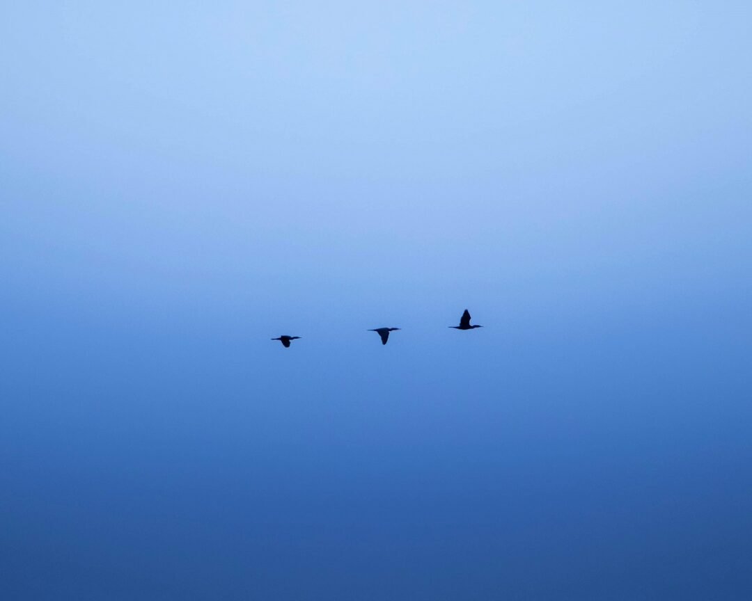 The Science Behind Animal Migration