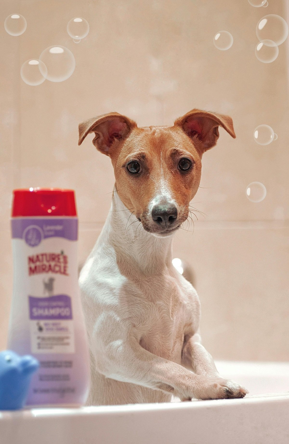 The Best Dog Shampoos for Sensitive Skin A Complete Guide - Pet Breed Hub