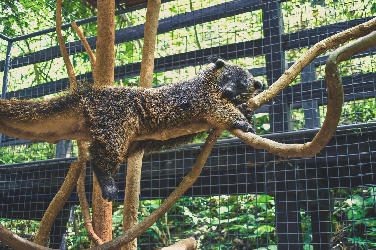 The Binturong The Bearcat of the Rainforest