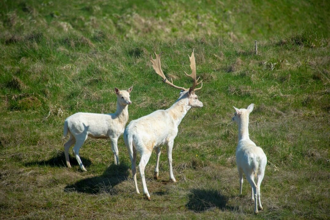 The Mysterious and Beautiful Albino Deer
