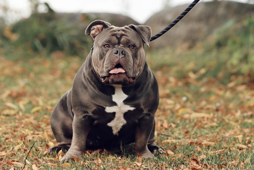 The American Bully A Comprehensive Guide to Understand