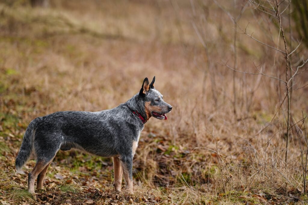Australian Cattle Dog Ultimate Care & Training Guide