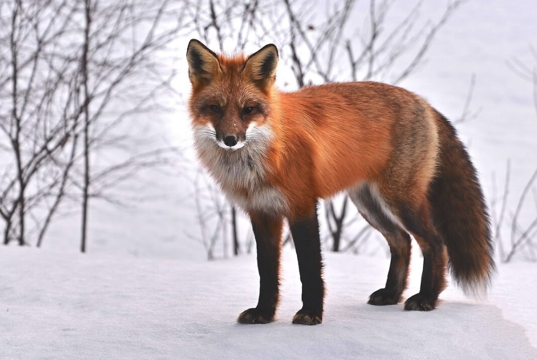 The Cross Fox A Rare and Captivating Color Morph