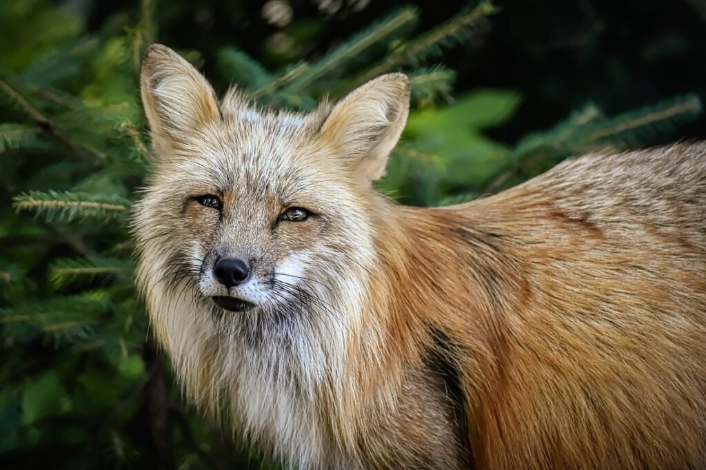 The Cross Fox A Rare and Captivating Color Morph